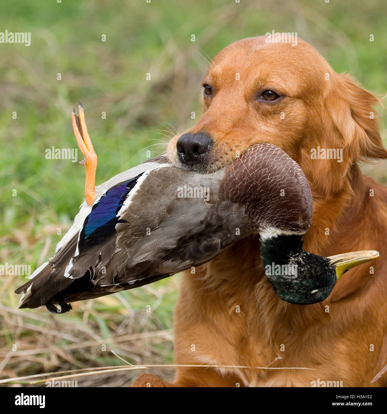 Son Golden Retrievers Buenos Perros De Pato