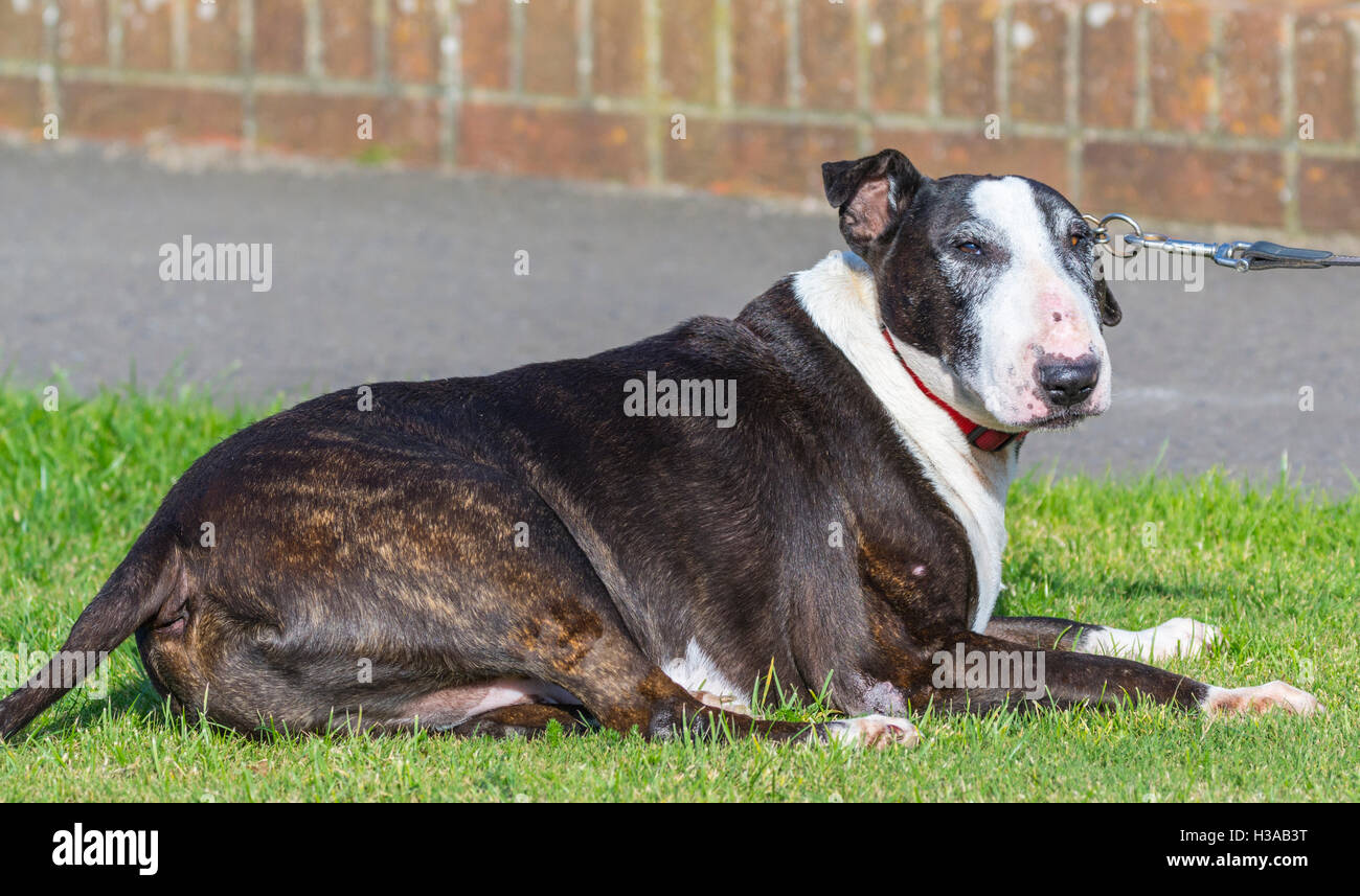 Que Tan Musculoso Es Un Bull Terrier