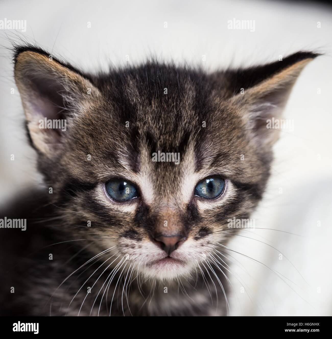 Foto con cabeza cuadrada detalle de pocas semanas viejo gato atigrado ...