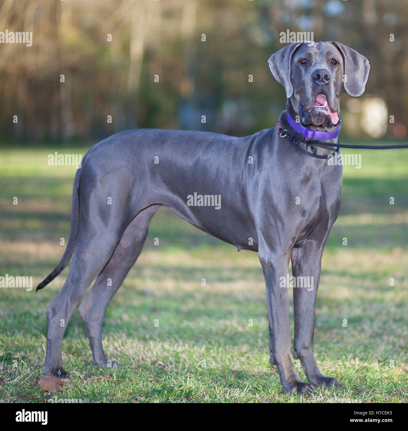 Dogo Aleman