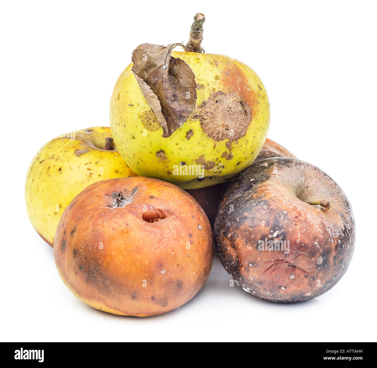Las Manzanas Podridas Y Mohoso Aislado Sobre Fondo Blanco Moho Vegetal