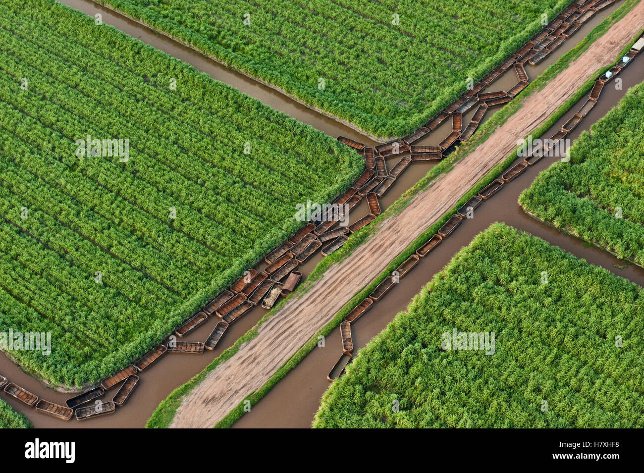 La Caña De Azúcar Saccharum Officinarum Plantaciones Y Canal Vacío Guyana Fotografía De Stock