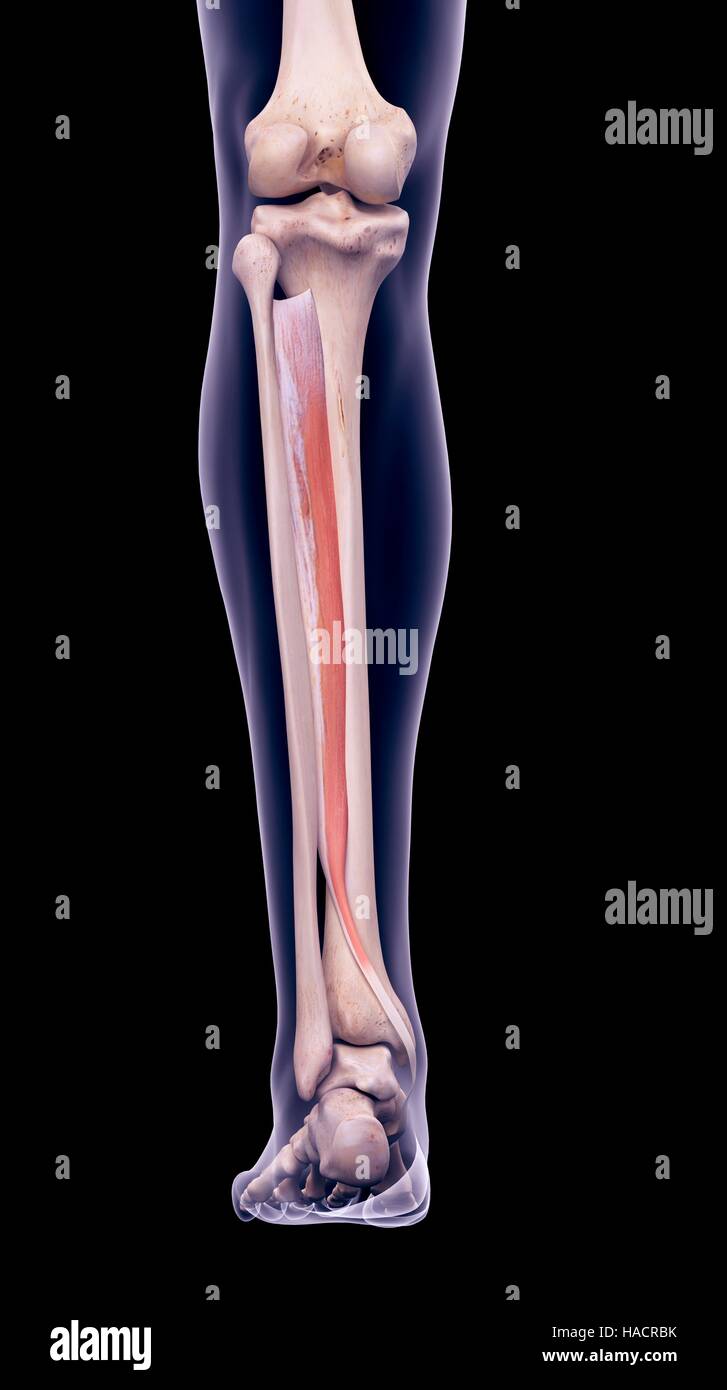 Pulso Tibial Posterior