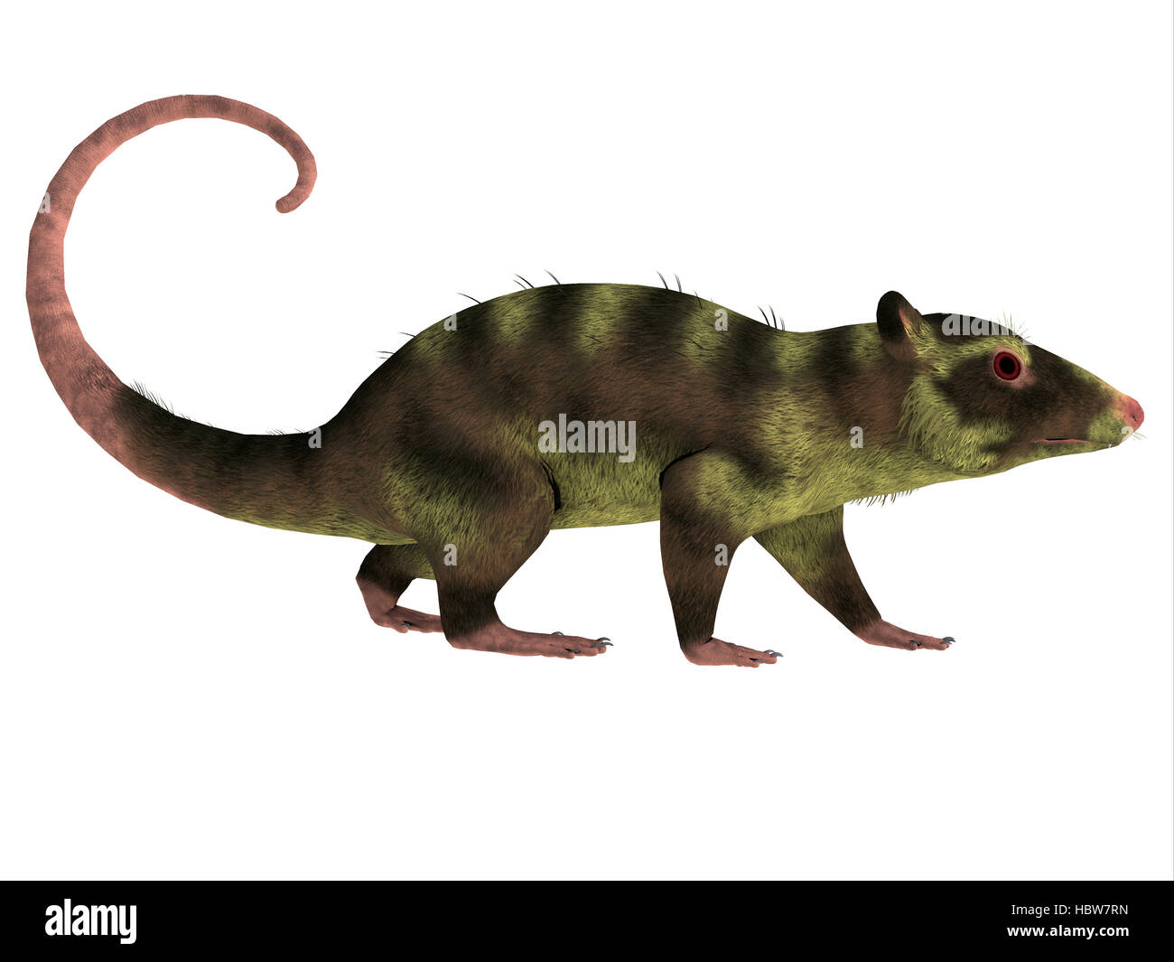 Primeros Primates En La Tierra