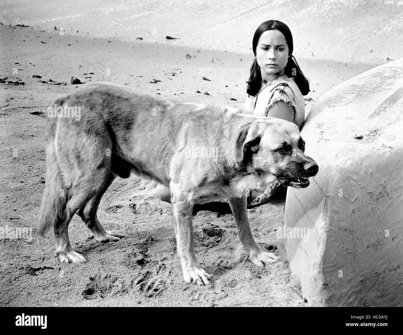 Perros Salvajes De La Isla De Los Delfines Azules