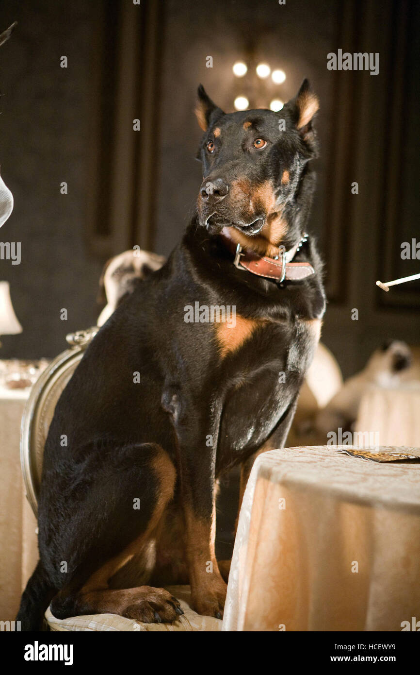 Hotel For Dogs Henry