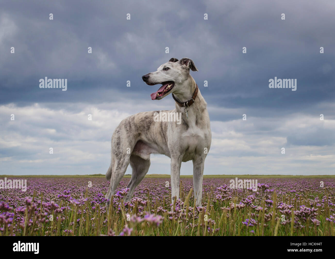 Galgo Italiano Cervatillo Azul