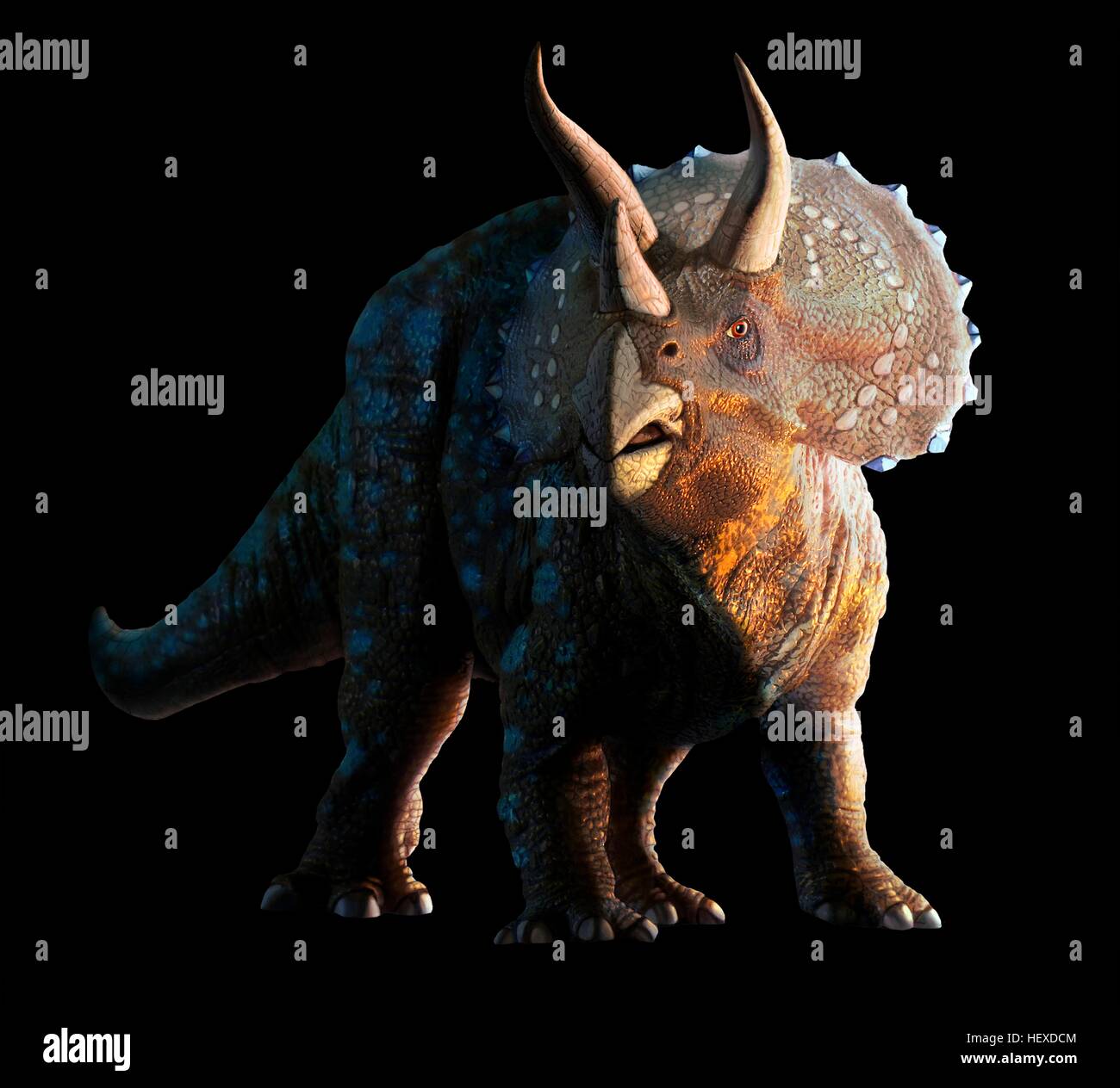 Vista Frontal De La Cabeza De Triceratops