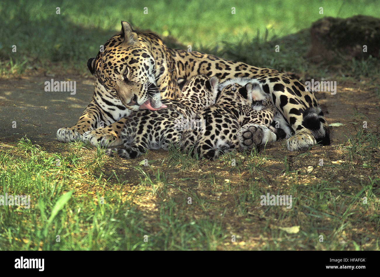 Jaguar Panthera Onca Madre Lamiendo Cub Cub Cochinillo Fotografía De Stock Alamy