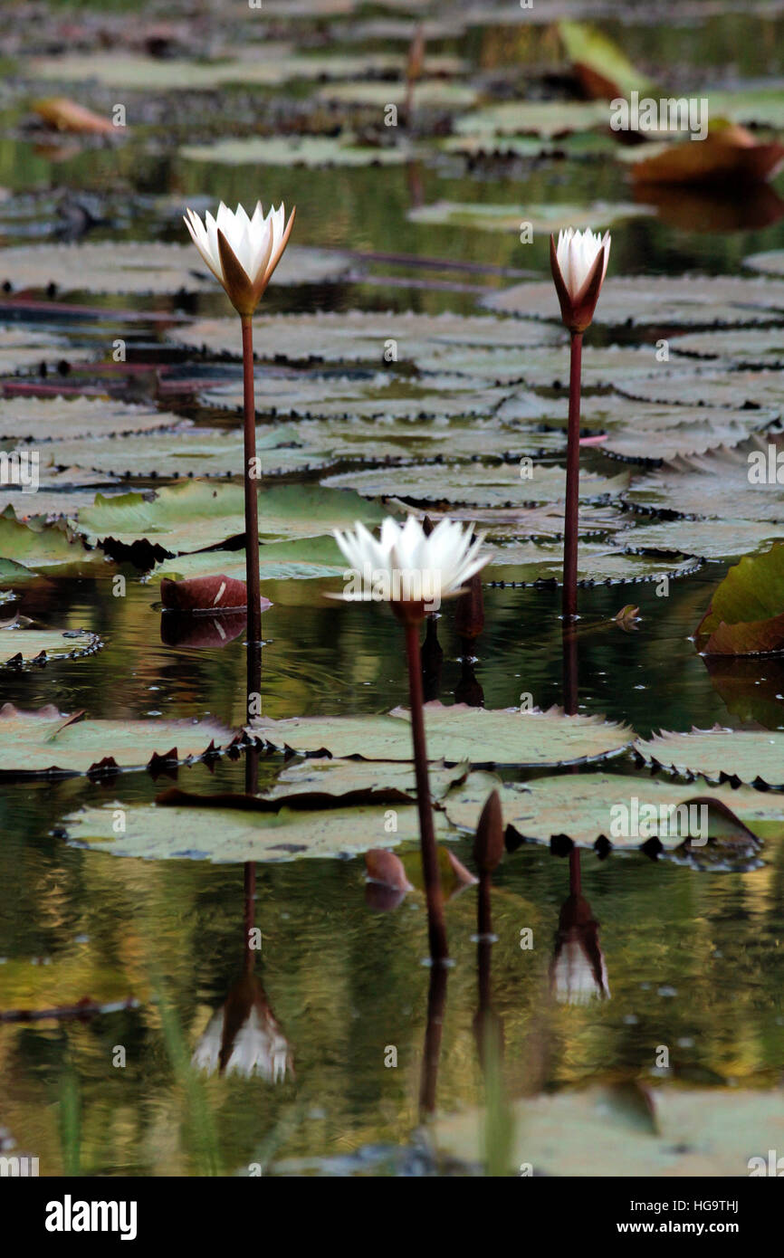Templo De Loto De Kerala Fotografías E Imágenes De Alta Resolución Alamy
