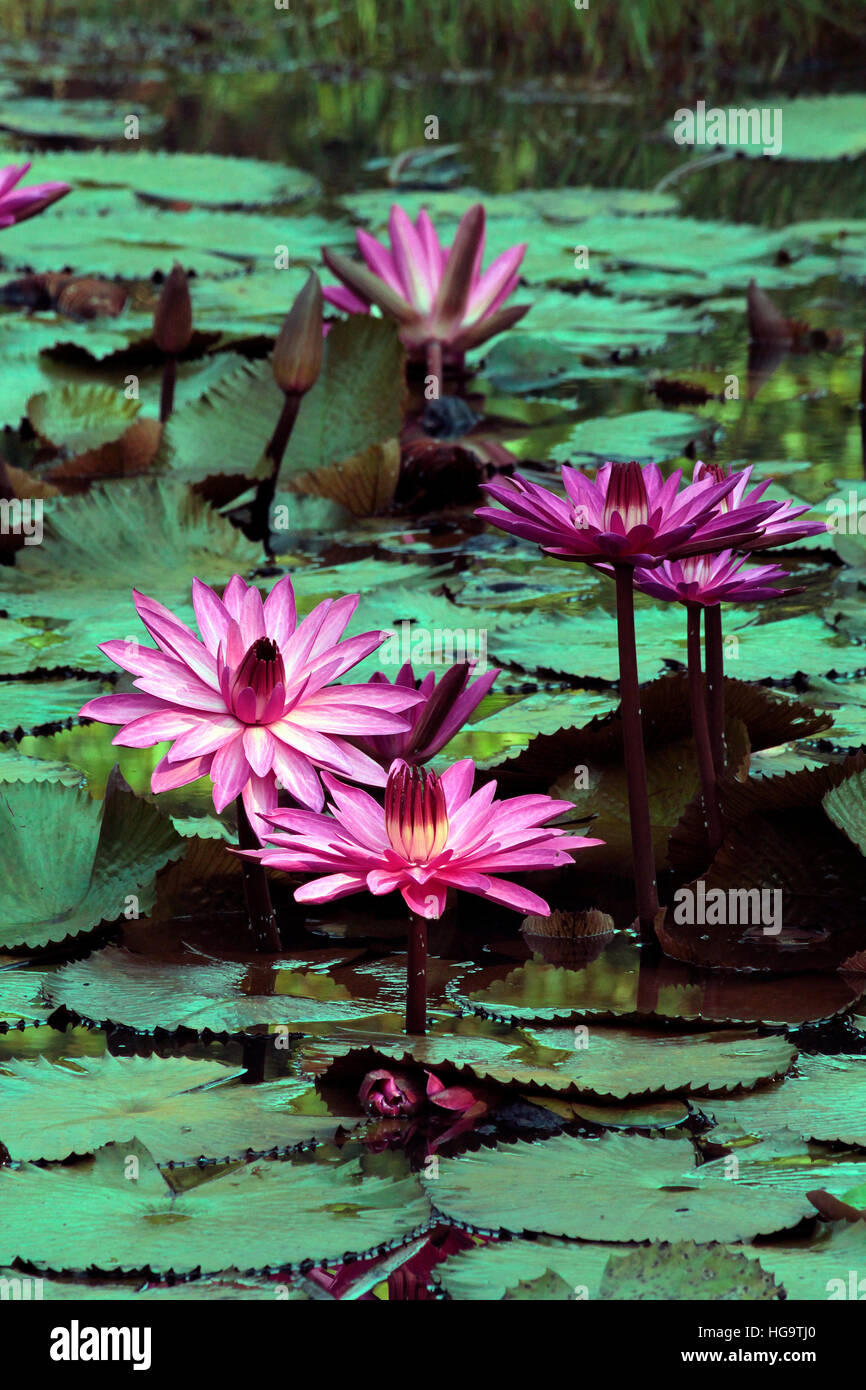 Templo De Loto De Kerala Fotografías E Imágenes De Alta Resolución Alamy