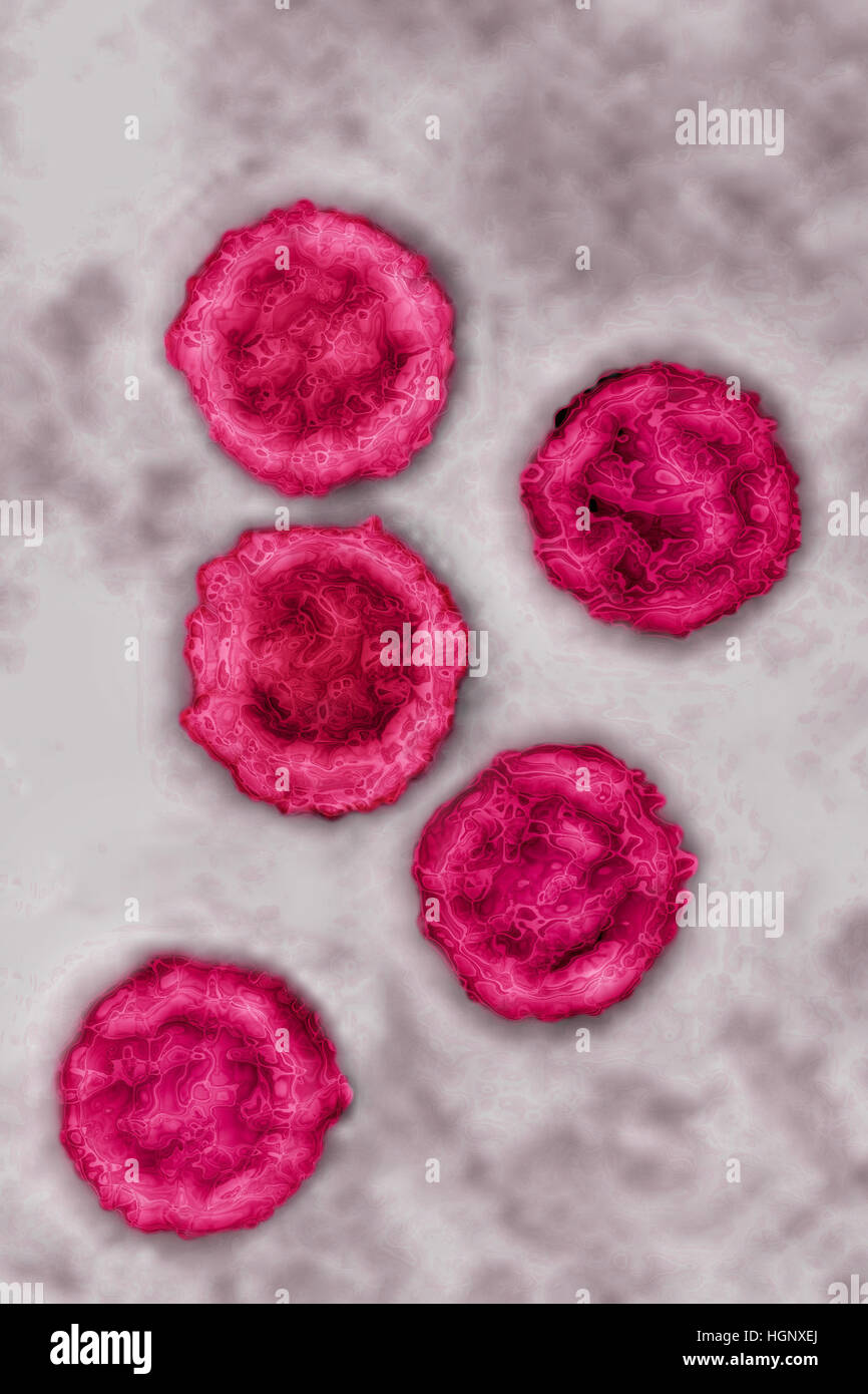 Herpes Viridae Fotografías E Imágenes De Alta Resolución Alamy