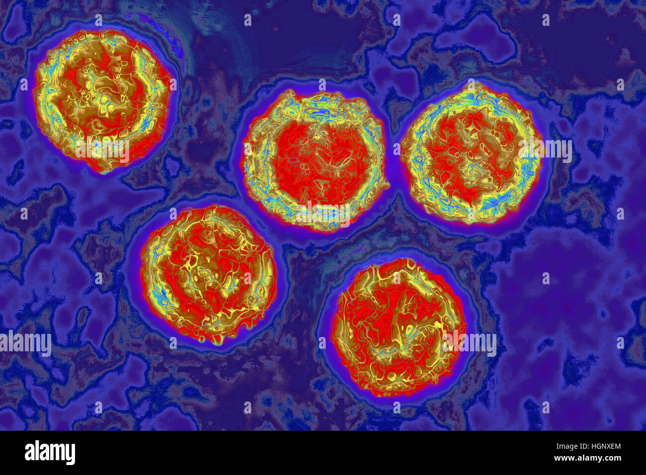 Virus Del Herpes Fotografías E Imágenes De Alta Resolución Alamy