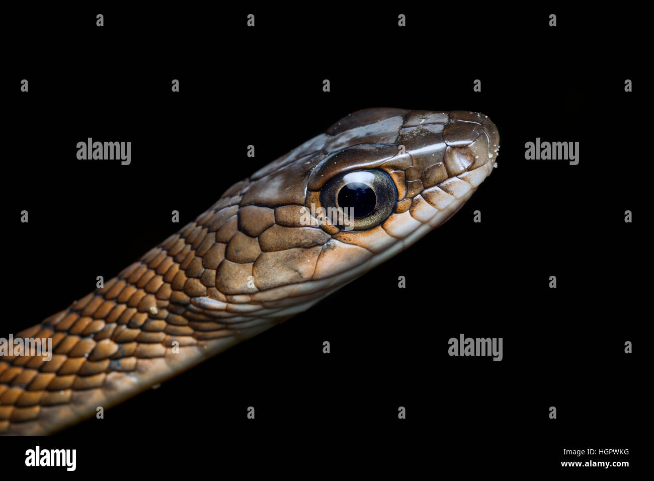 Contactos De Ojos De Serpiente