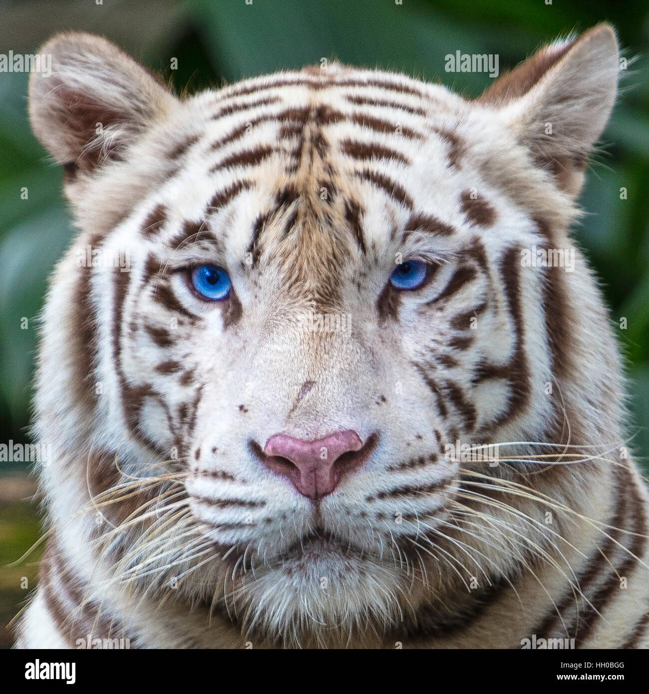 Tigre Blanco Comiendo