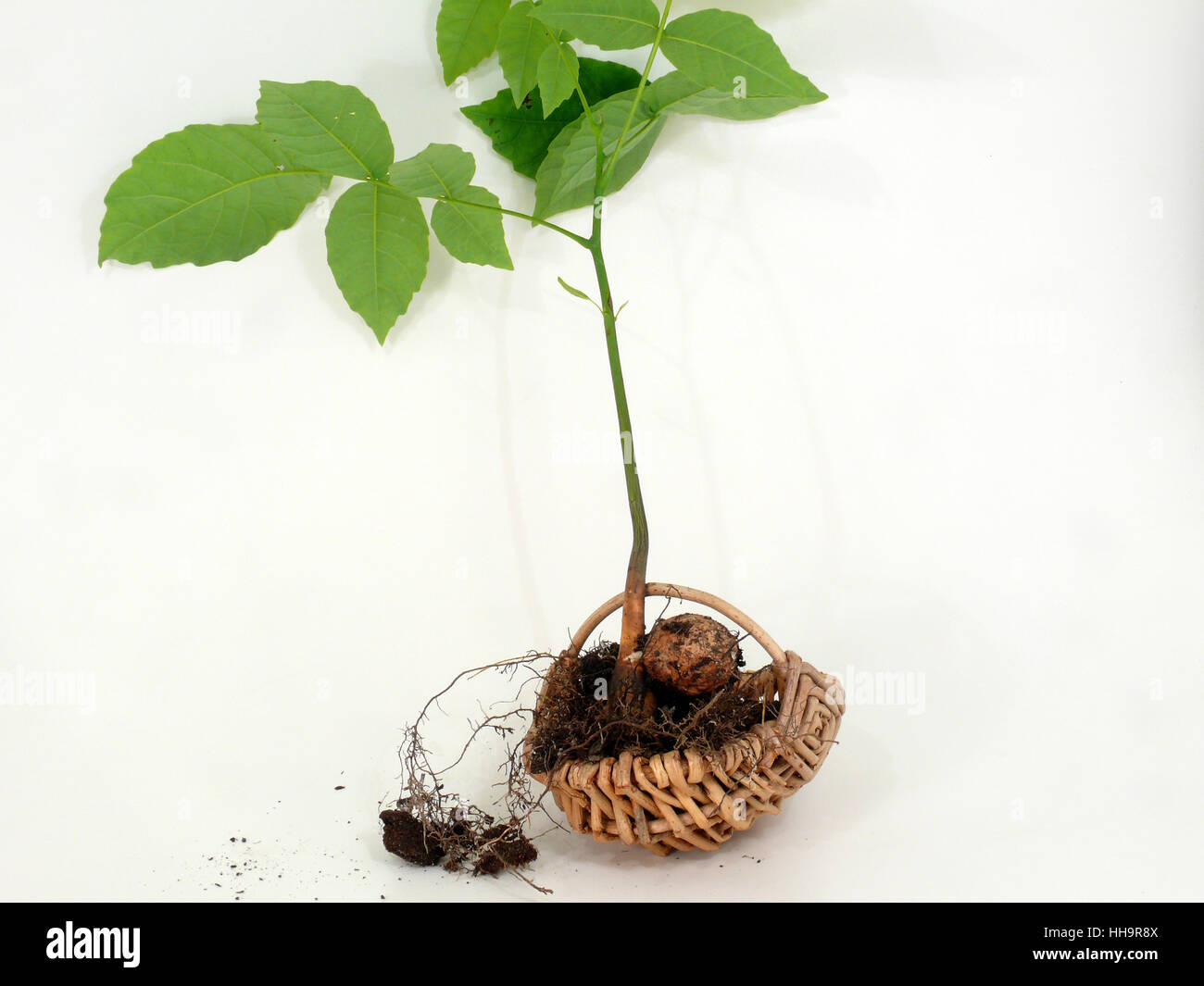 Raíz, nogal, Seedling, nogal, planta, raíz, nuez de nogal, Seedling ... Raíz, nogal, Seedling, nogal, planta, raíz, nuez de nogal, Seedling ...