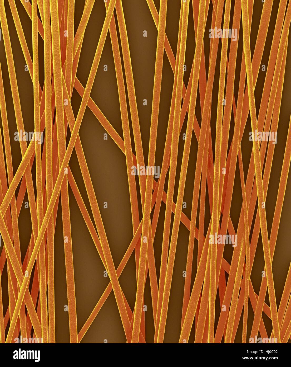 Cabello Humano Bajo Microscopio Medula