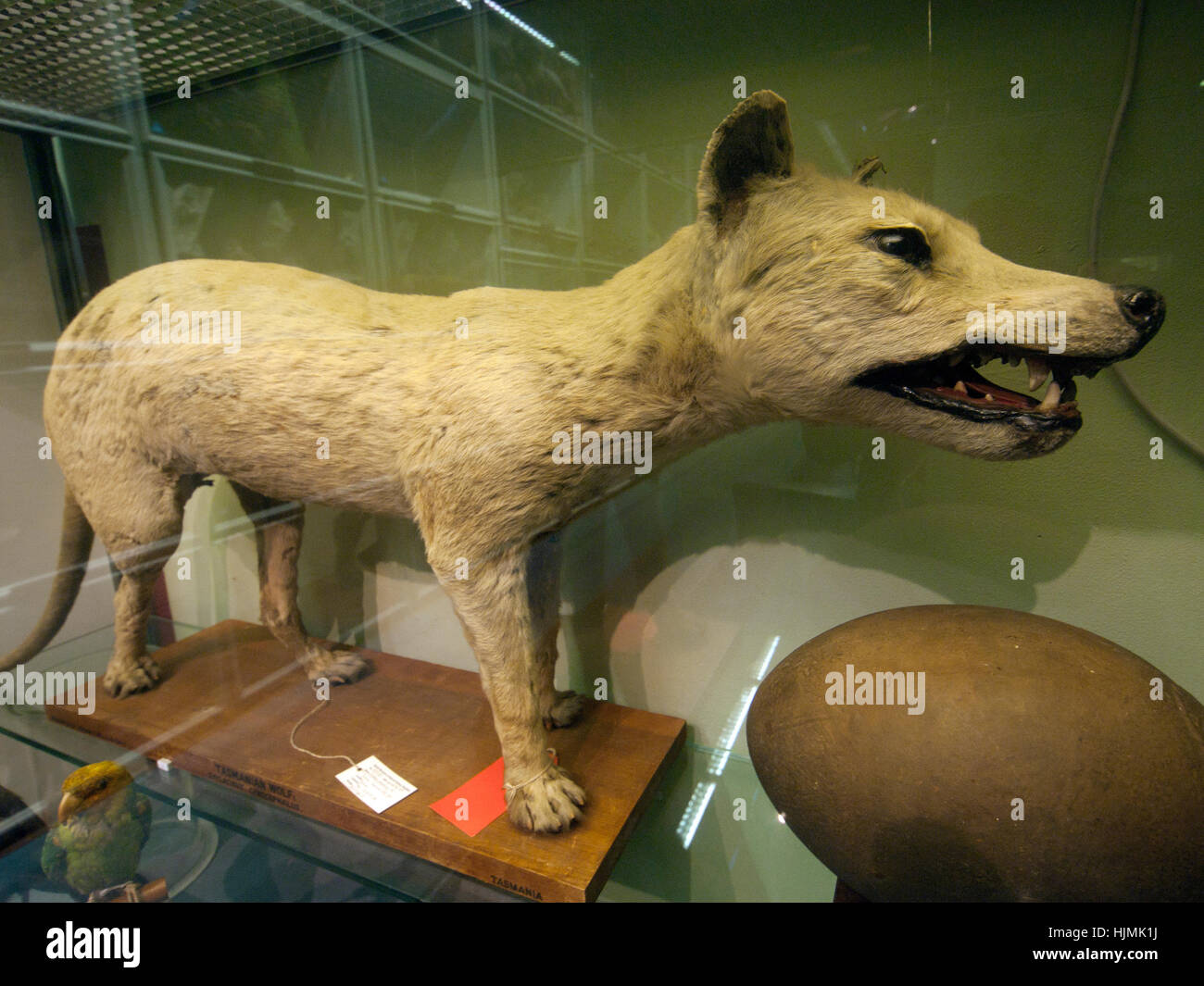 Un muñeco de tigre de Tasmania en una vitrina del Museo Booth en ... Un muñeco de tigre de Tasmania en una vitrina del Museo Booth en ...