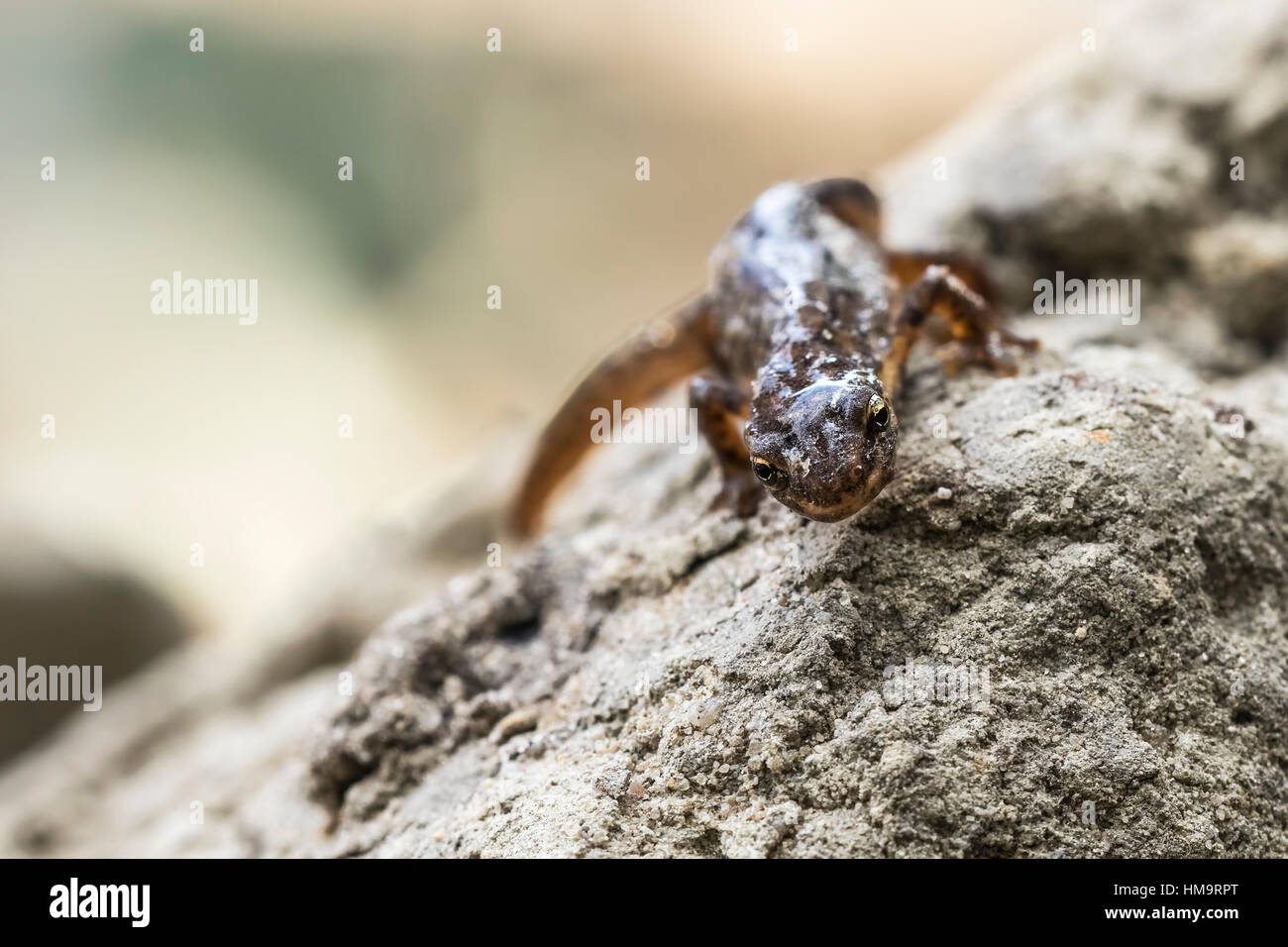 Close-up de un tritón liso, también conocido como el tritón común ...