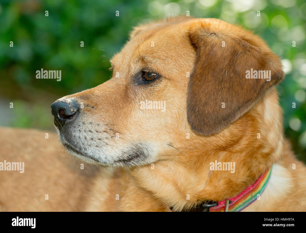 Mezcla De Laboratorio Airedale Terrier