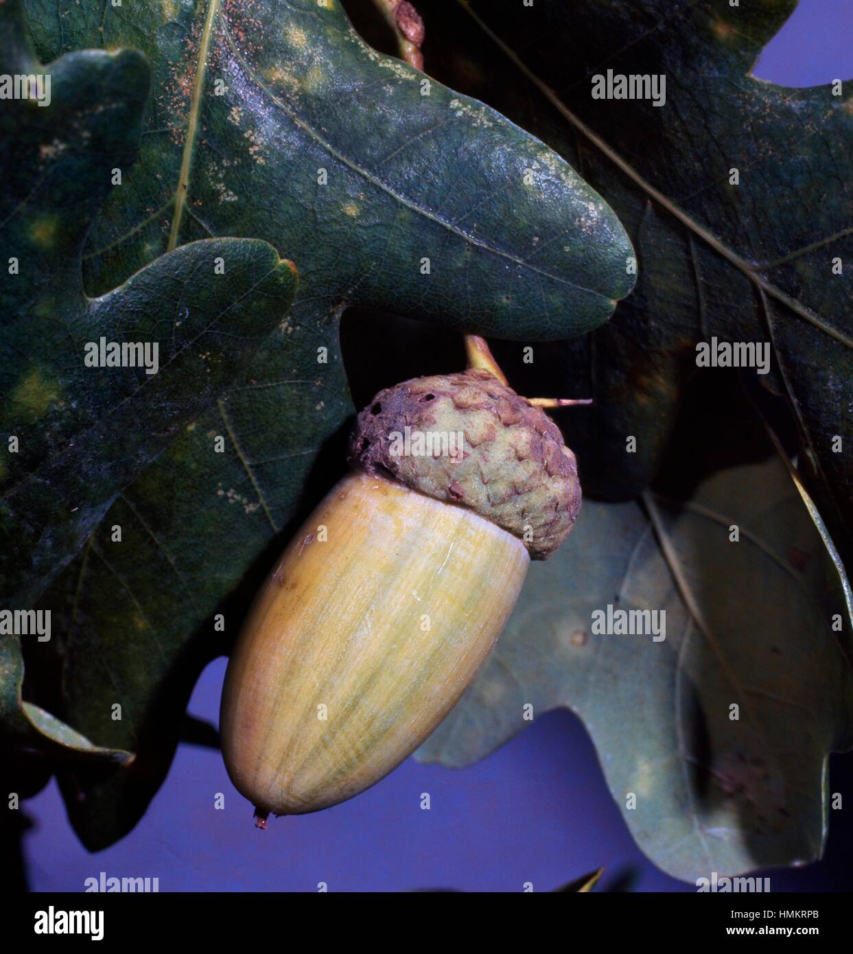 Bellota de bellota fotografías e imágenes de alta resolución - Alamy