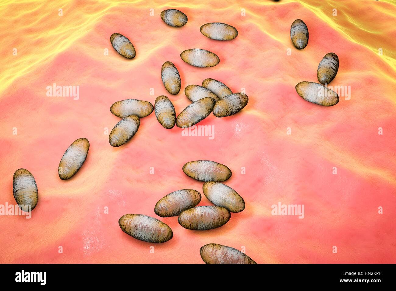 Bacteriasdelapestebubonica