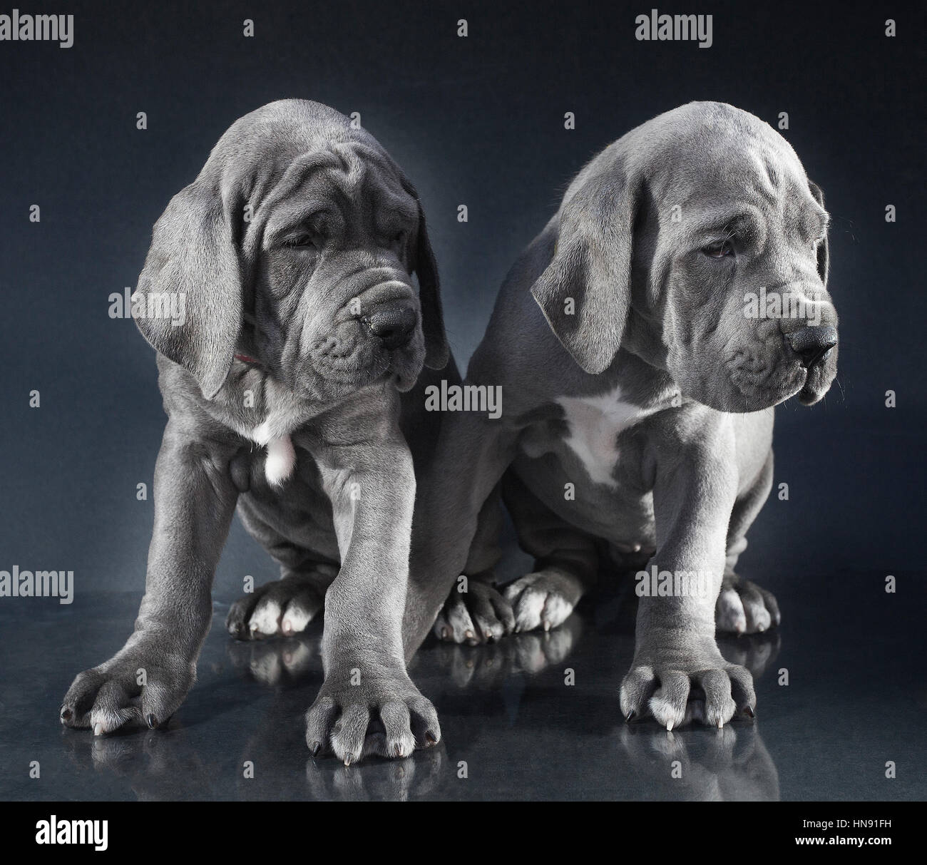 Gran Danes Cachorro Azul