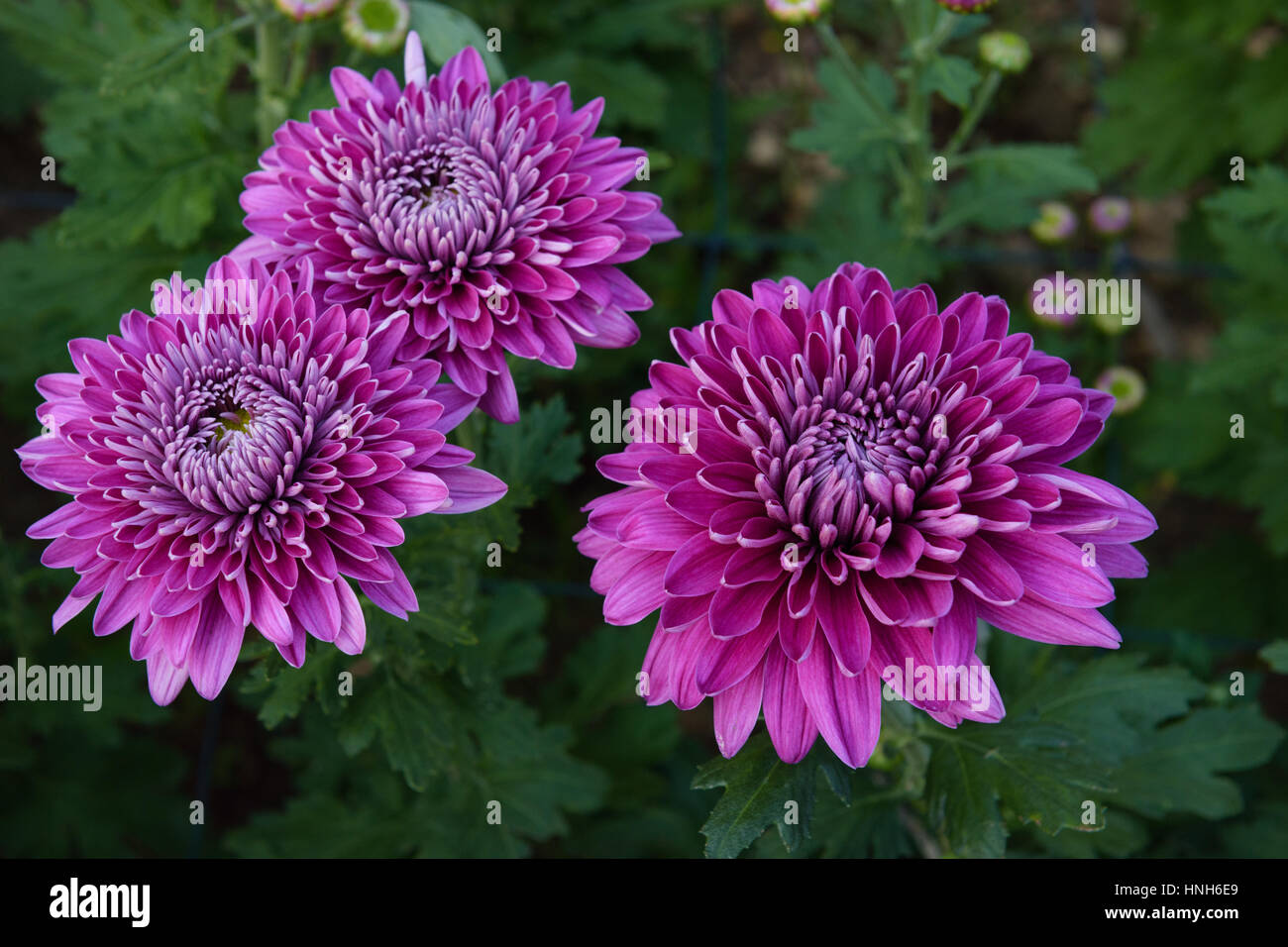 Flor De Crisantemo Morado