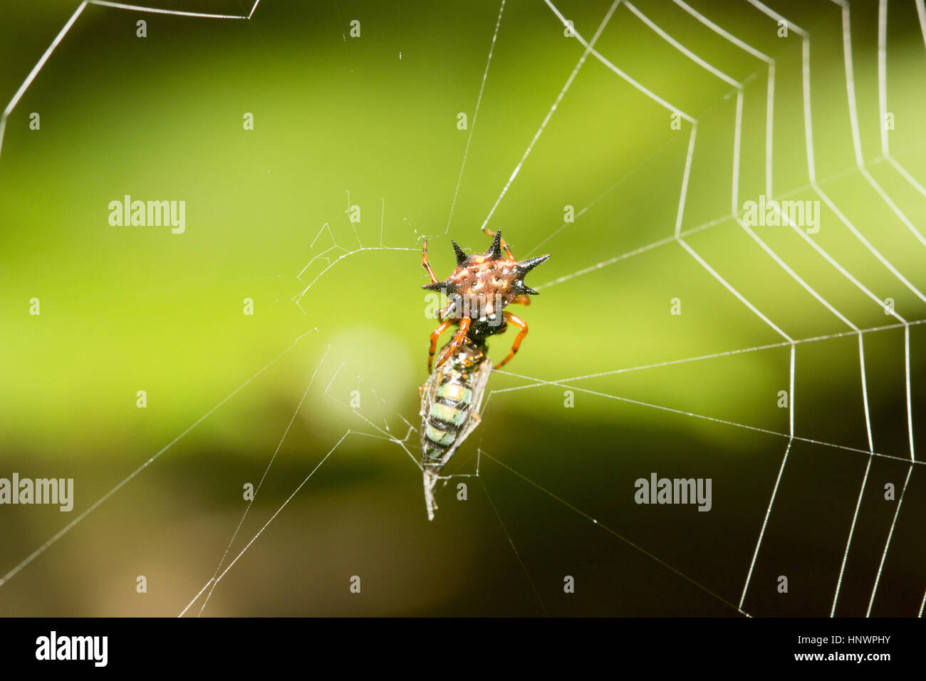 Spider gasteracantha sp fotografías e imágenes de alta resolución - Alamy