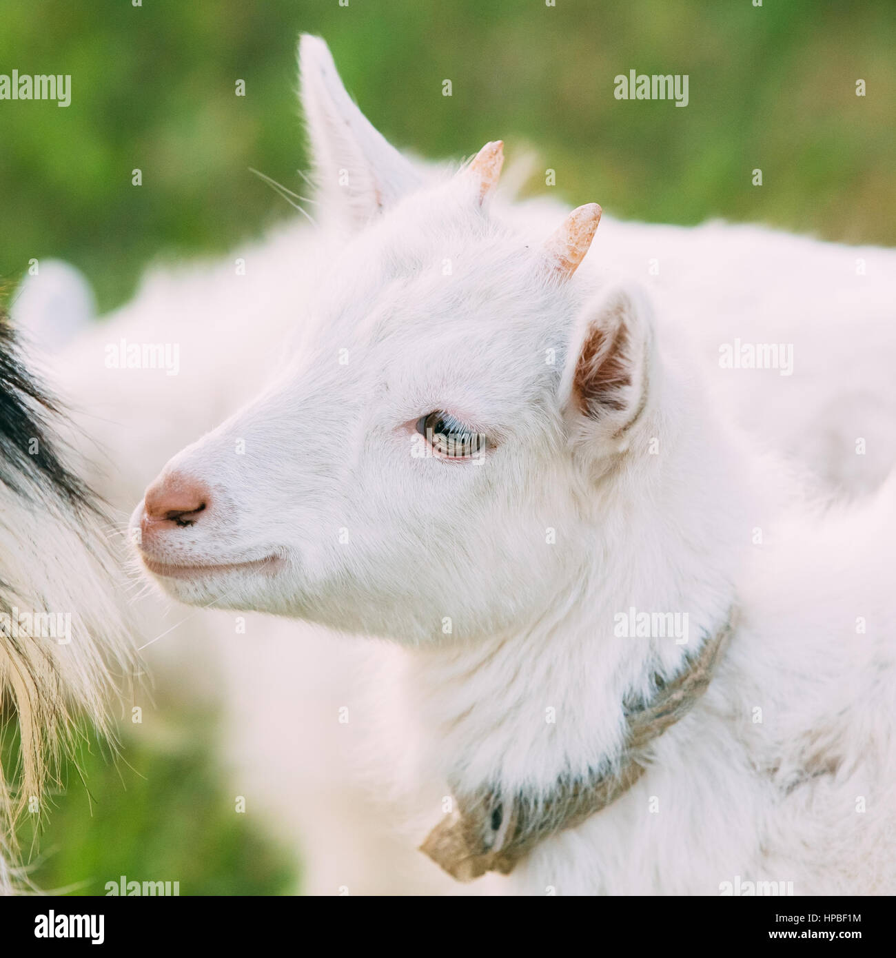 Cabrito Animal