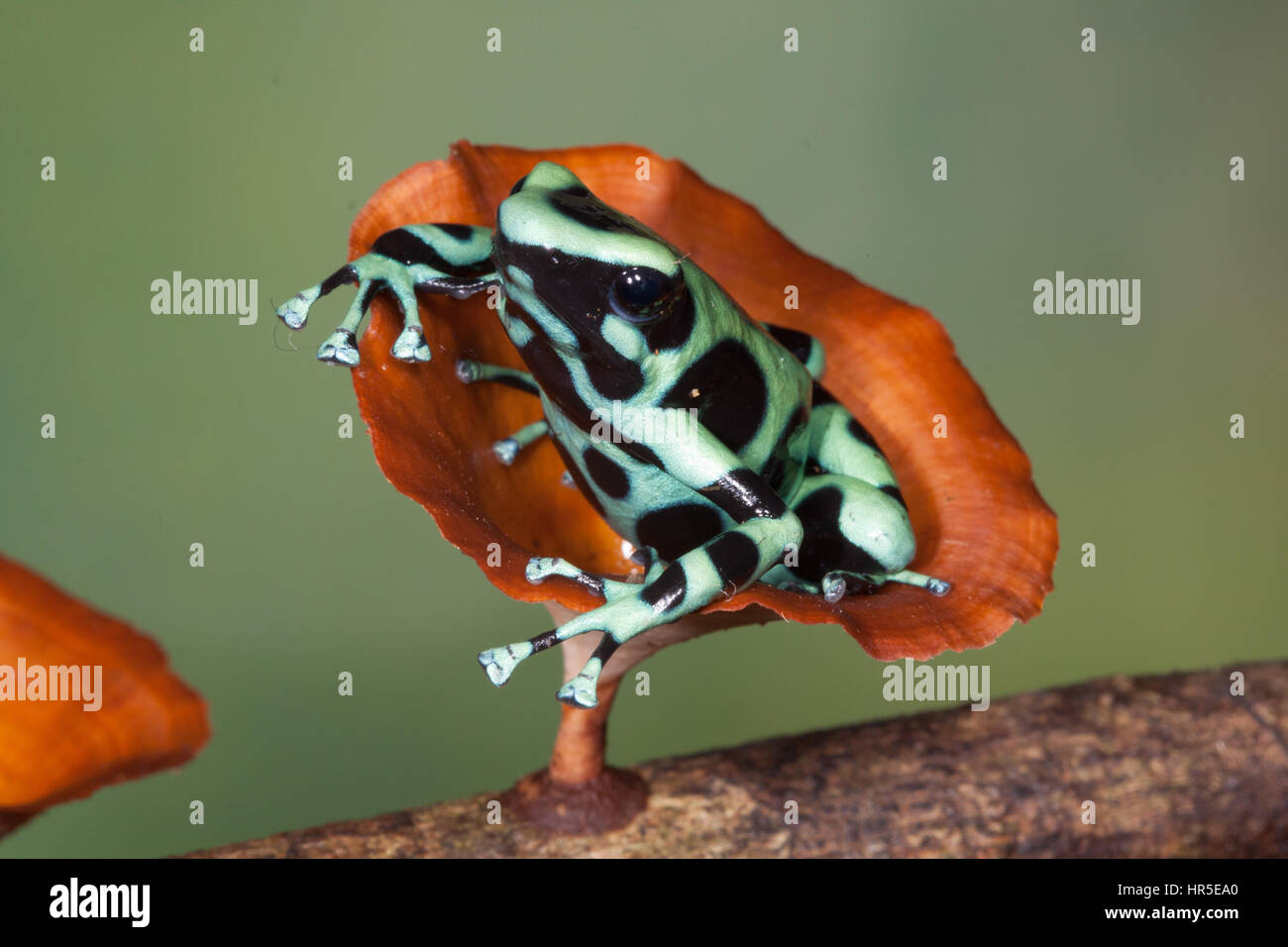 Verde Y Negro Poison Dart Frog Dendrobates Auratus En Costa Rica Su