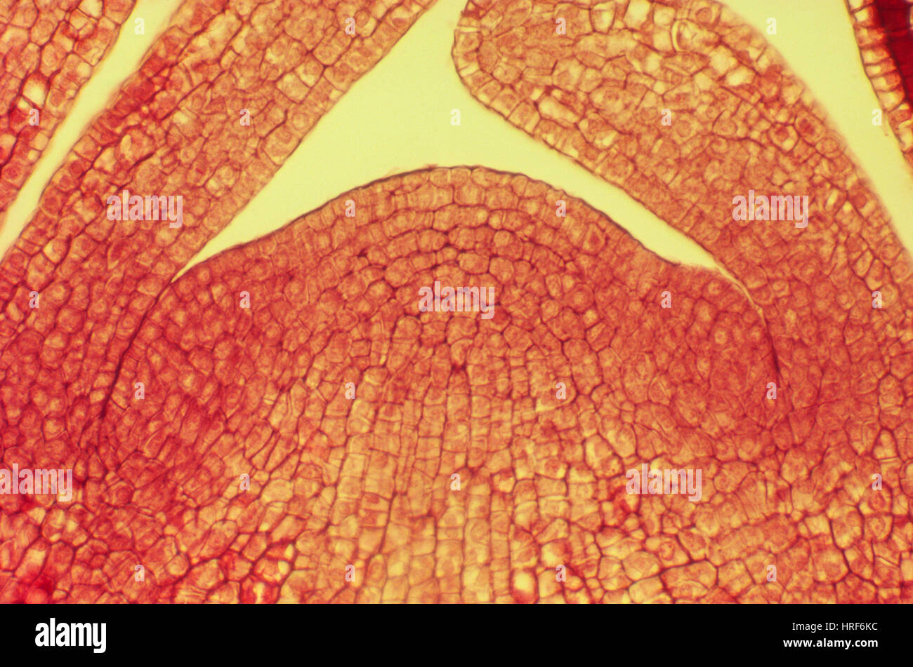 Meristema Apical Da Raiz