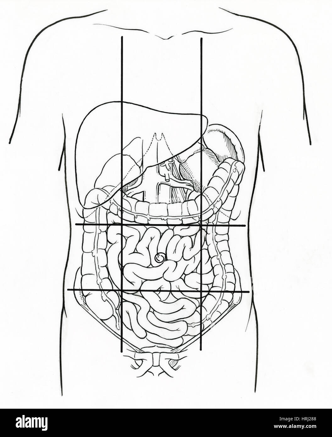 Diagrama De órganos De Cuadrantes Abdominales