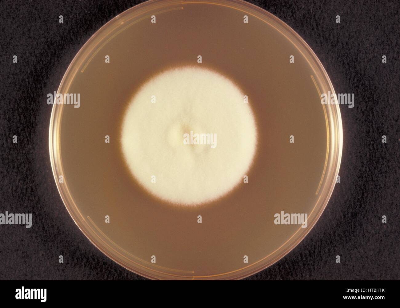 Sabouraud Dextrose Agar Fotografías E Imágenes De Alta Resolución Alamy