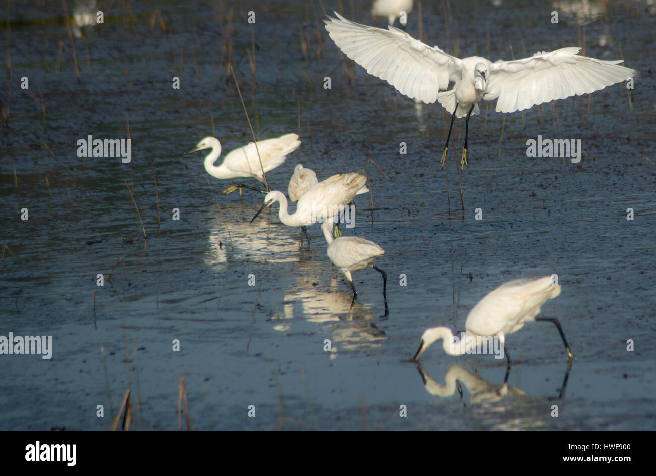 Pajaritos volando fotografías e imágenes de alta resolución - Alamy