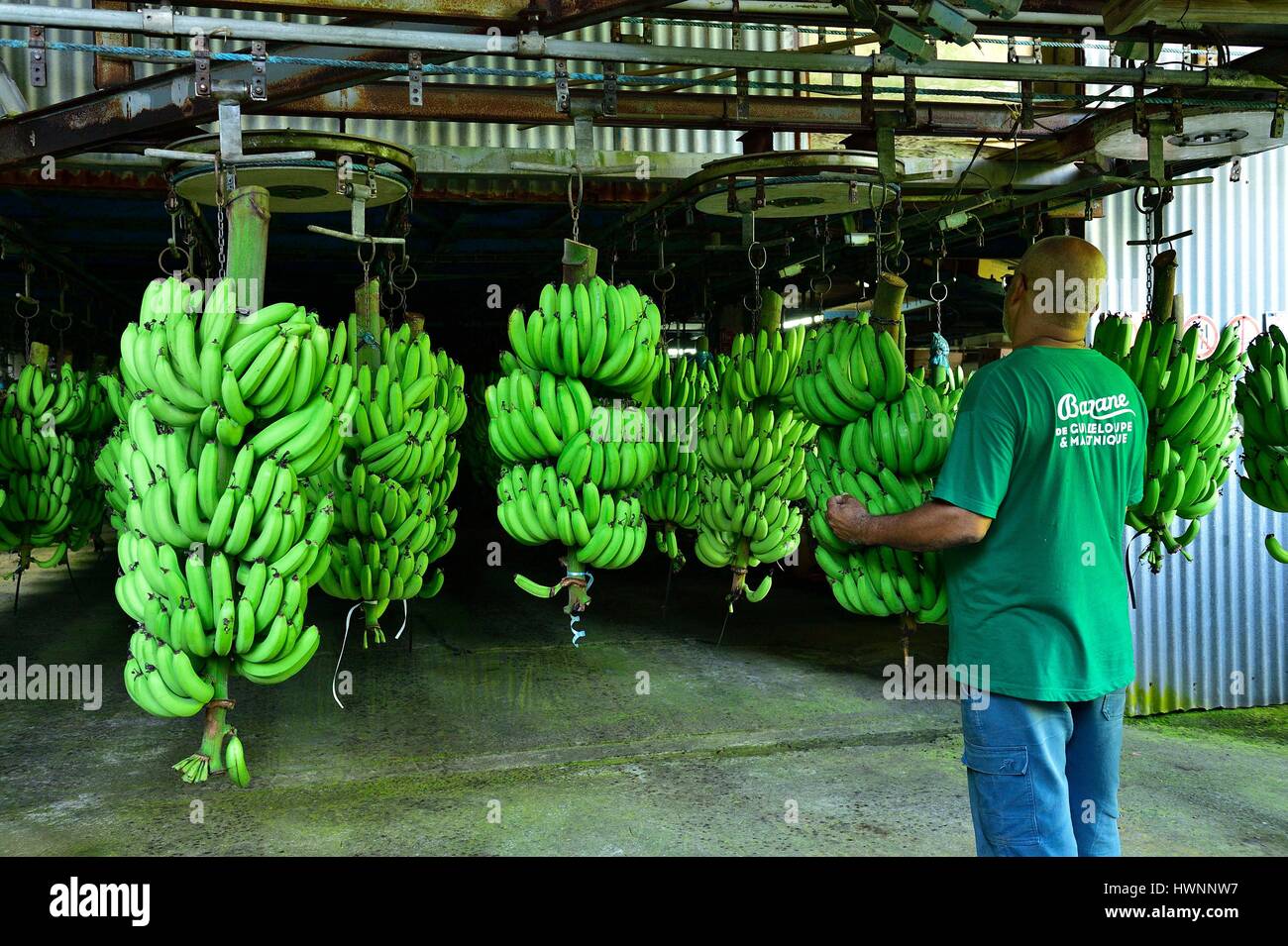 Georgia Casa De Banana
