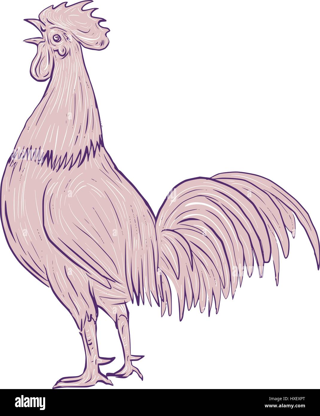 Gallo Cantando Dibujo