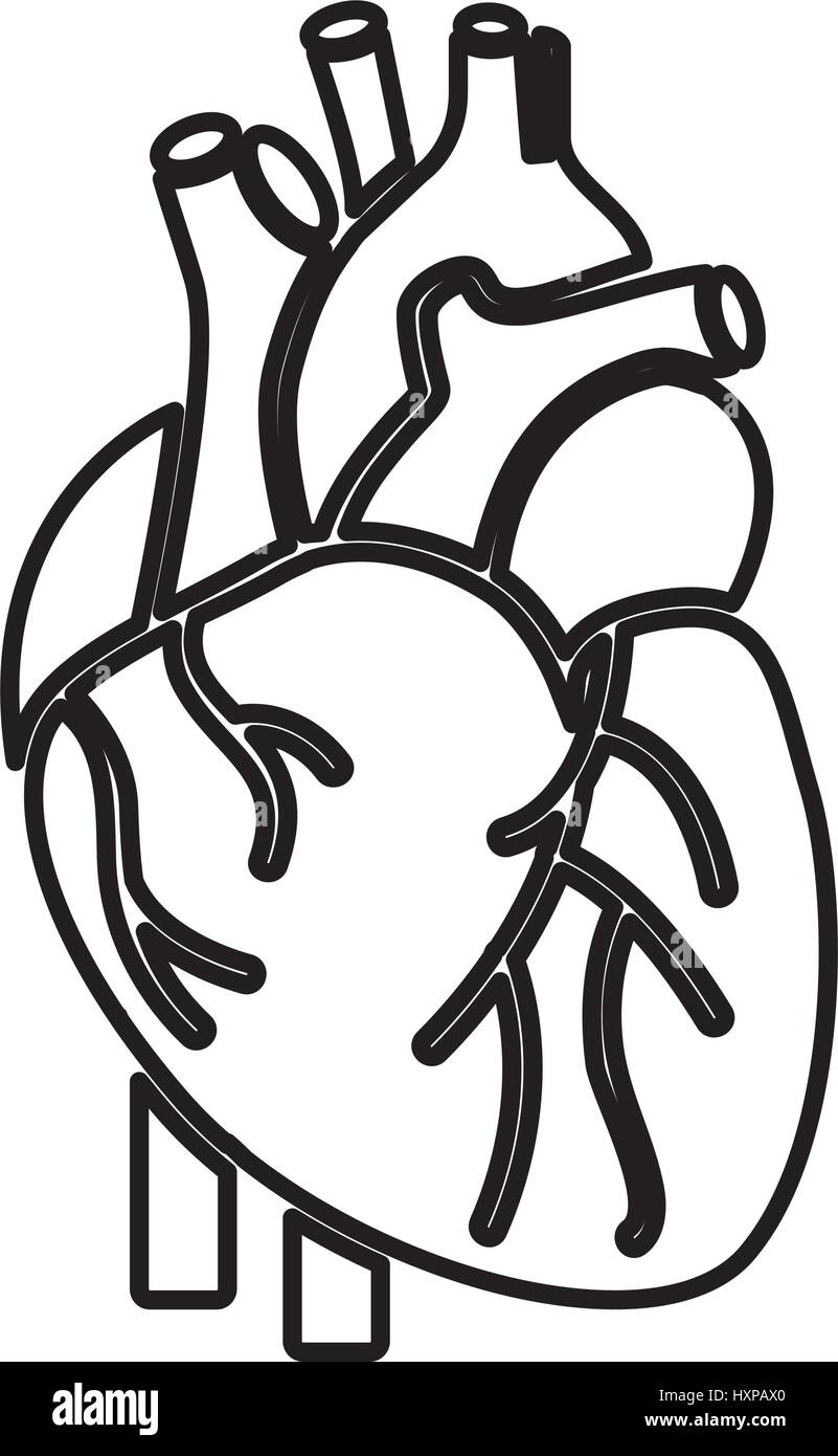 Dibujo Del órgano Del Corazón