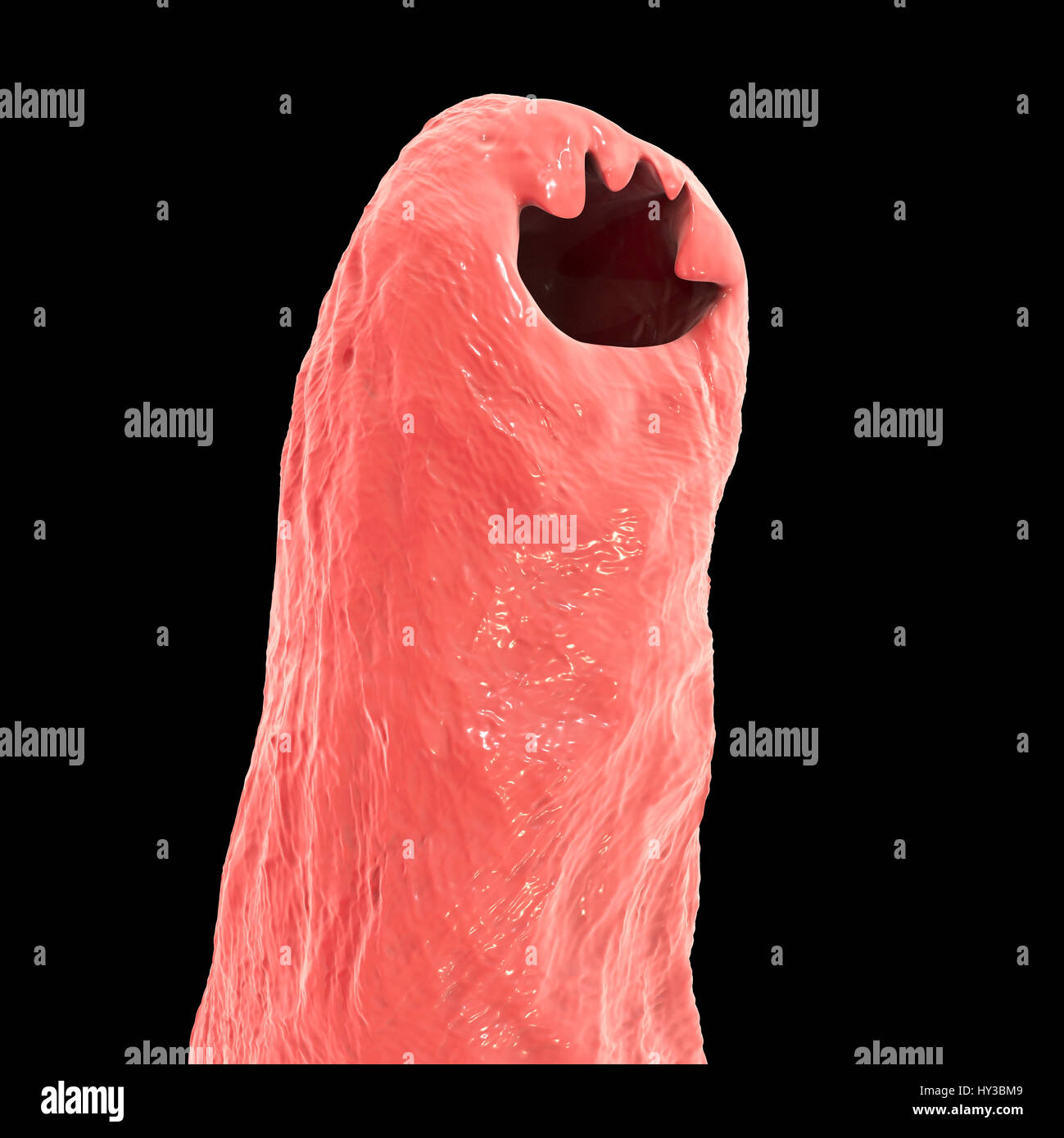 Los Anquilostomas Lastiman A Los Perros