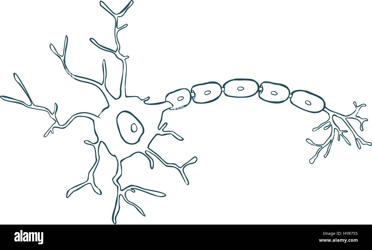 Tipos De La Neurona Del Vector Aislados En El Fondo Blanco Ilustracion ...