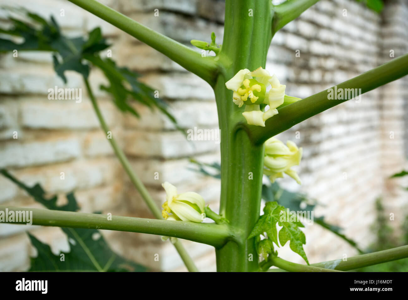 Arbol De Papaya Macho