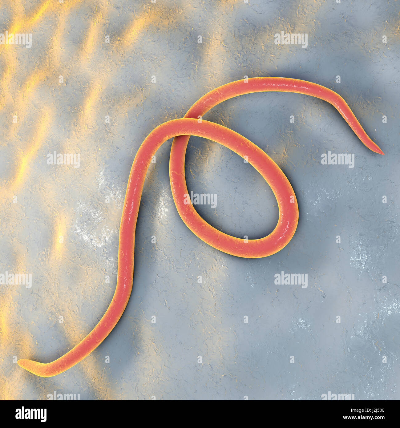 Gusanos Nematodos En Humanos