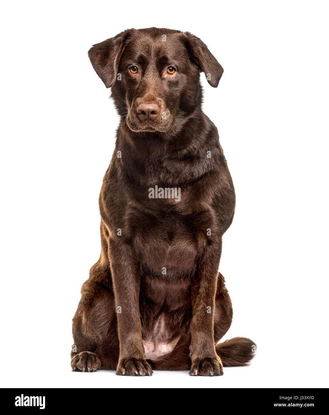 Son Labrador Retrievers Perros De Una Sola Persona