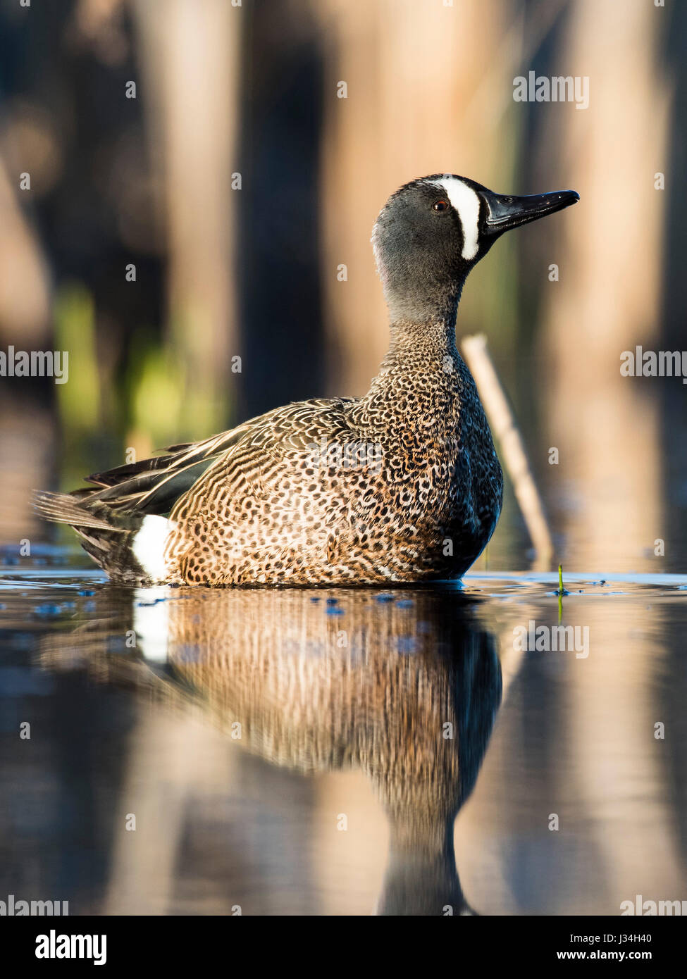 Cerceta de Alas azules en un humedal Fotografía de stock - Alamy Cerceta de Alas azules en un humedal Fotografía de stock - Alamy