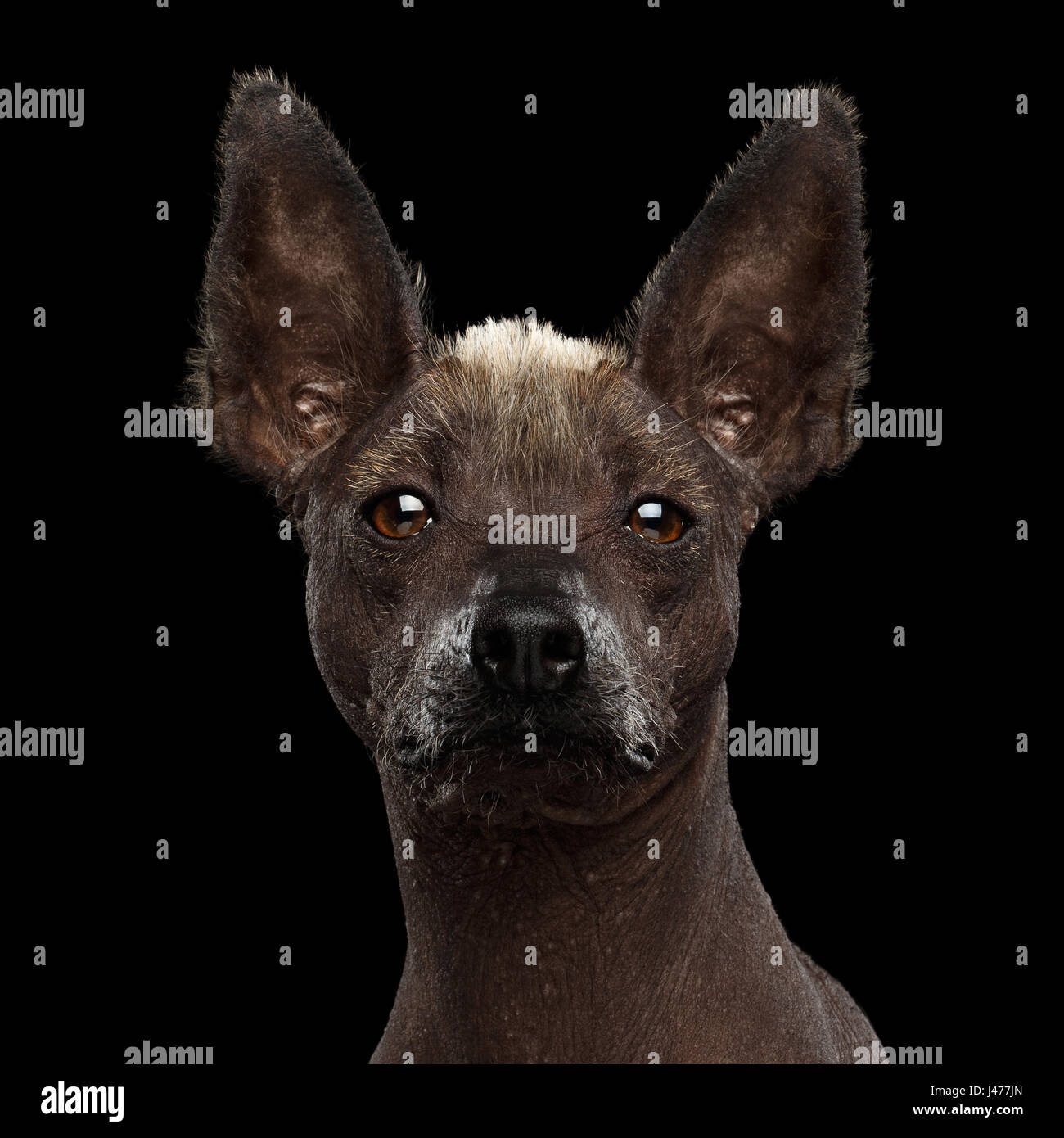 Xoloitzcuintle Perro Mexicano Sin Pelo Studio Retrato
