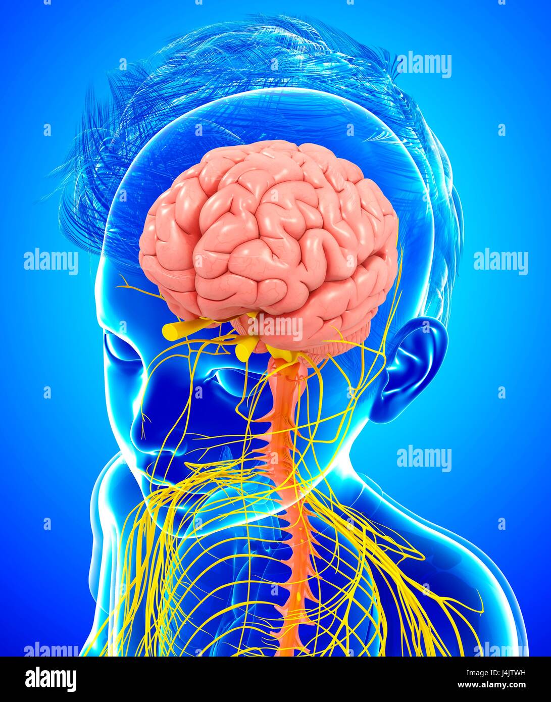 Ilustración De Un Niño Del Cerebro Y Del Sistema Nervioso Fotografía De