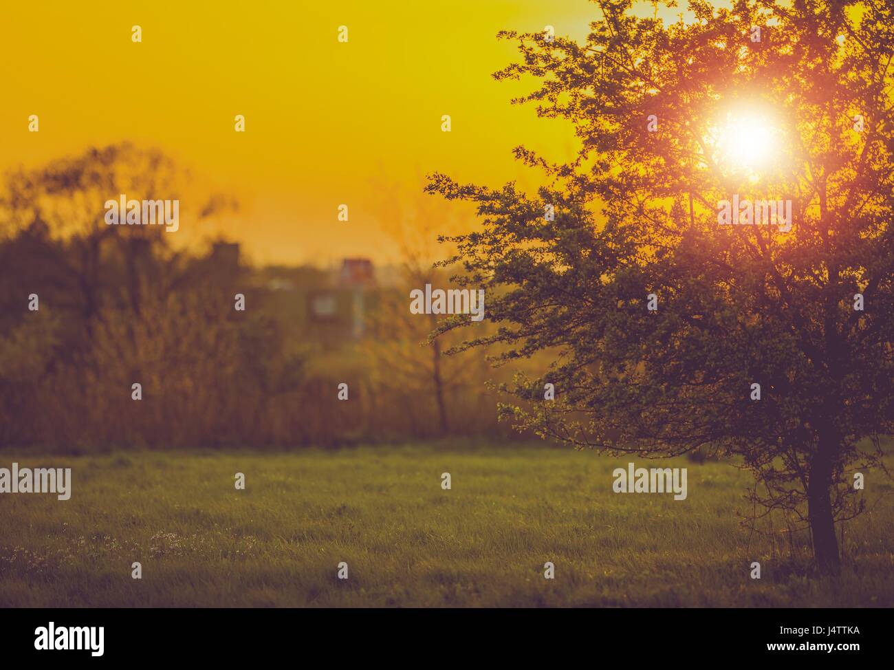 Sunset y el árbol. Concepto de vegetación de primavera foto. La ...