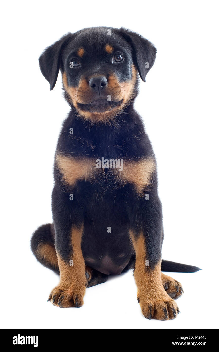 Perros Rottweiler Bebes