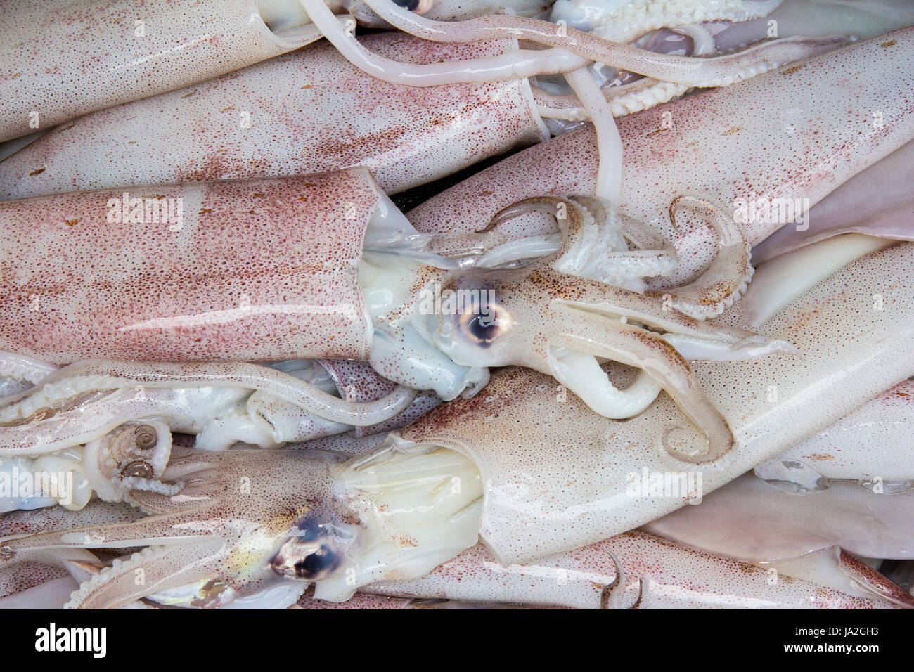 Ojo De Calamar Gigante
