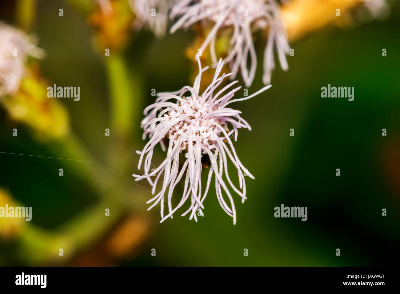 Hermoso Color Blanco Ageratum Houstonianum Flor O Floss Flores Azules